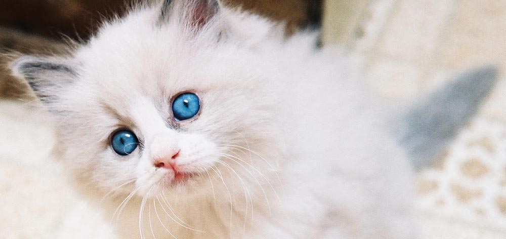 cuccioli-ragodoll-toscana – Allevamento gatti Ragdoll Legendoll