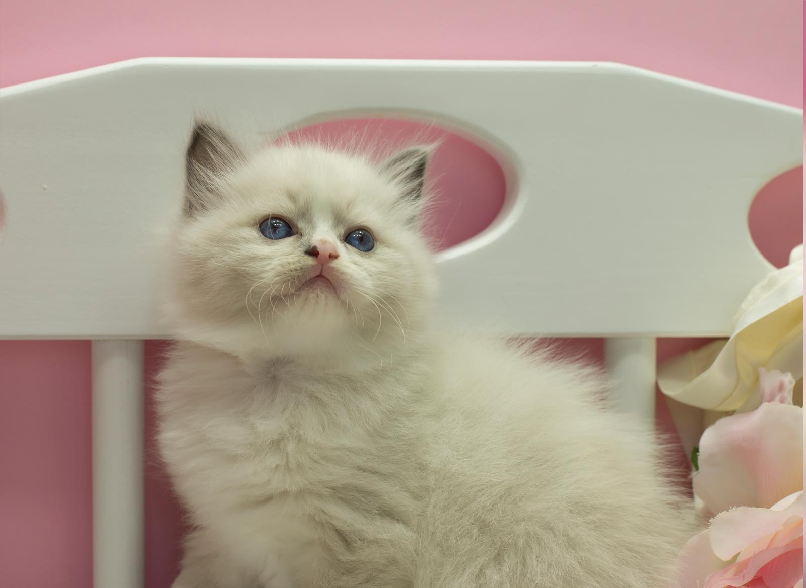 La Storia dei gatti Ragdoll - allevamento gatti Ragdoll Legendoll