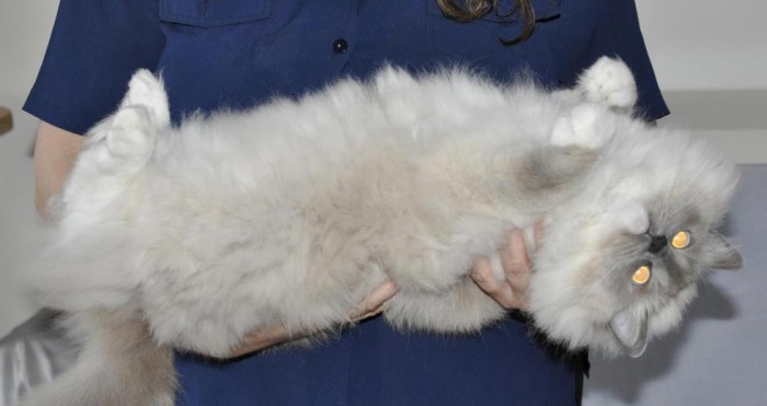 Caratteristiche e Varietà Ragdoll – Allevamento gatti Ragdoll Legendoll