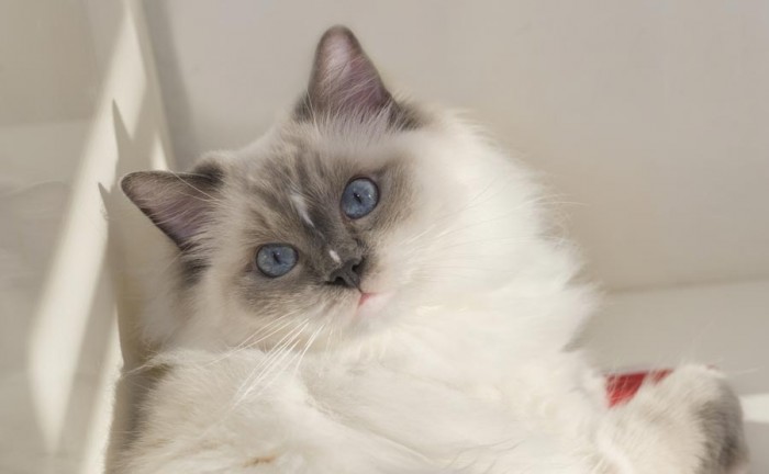 Gatte Ragdoll Femmine con pedigree - allevamento Legendoll