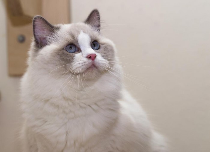 Gatte Ragdoll Femmine con pedigree - allevamento Legendoll