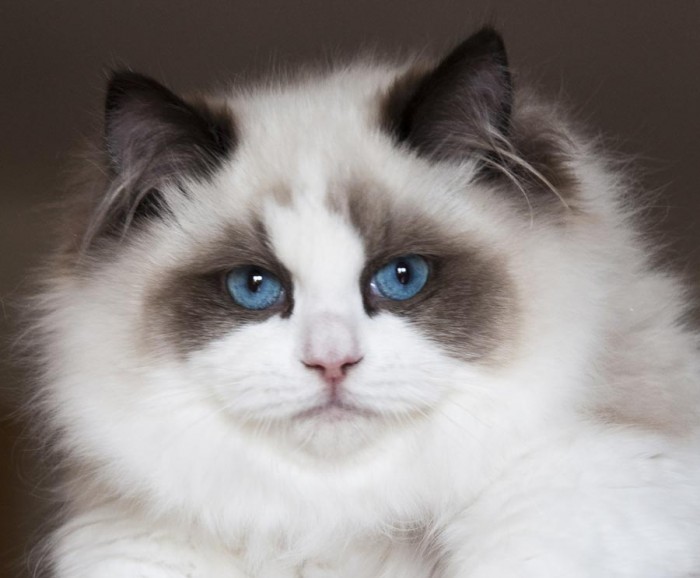 Gatti Ragdoll maschi con pedigree - Allevamento Legendoll