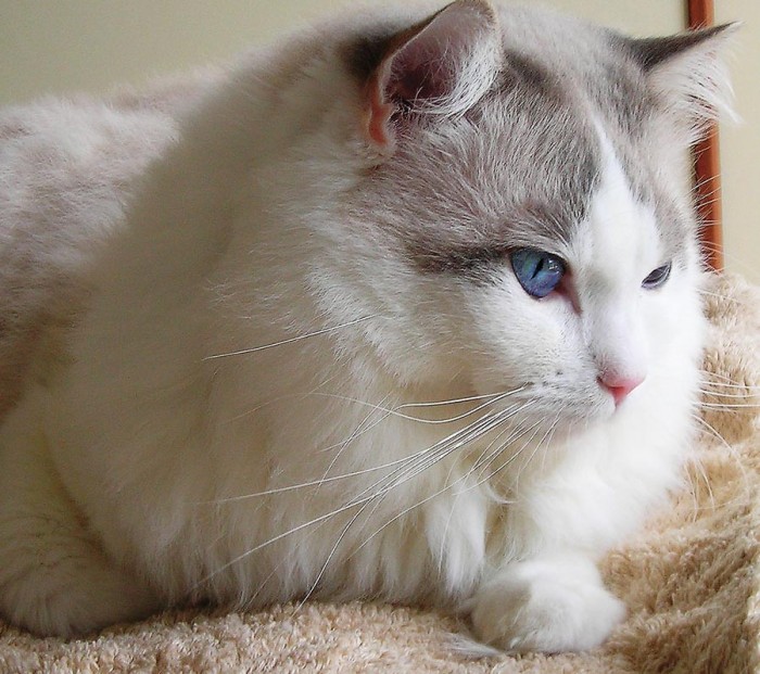 Gatti Ragdoll maschi con pedigree - Allevamento Legendoll