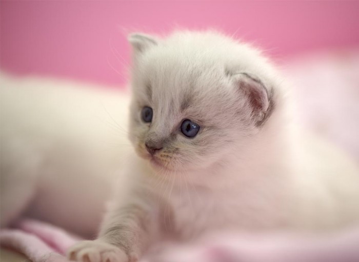 Caratteristiche e Varietà Ragdoll – Allevamento gatti Ragdoll Legendoll
