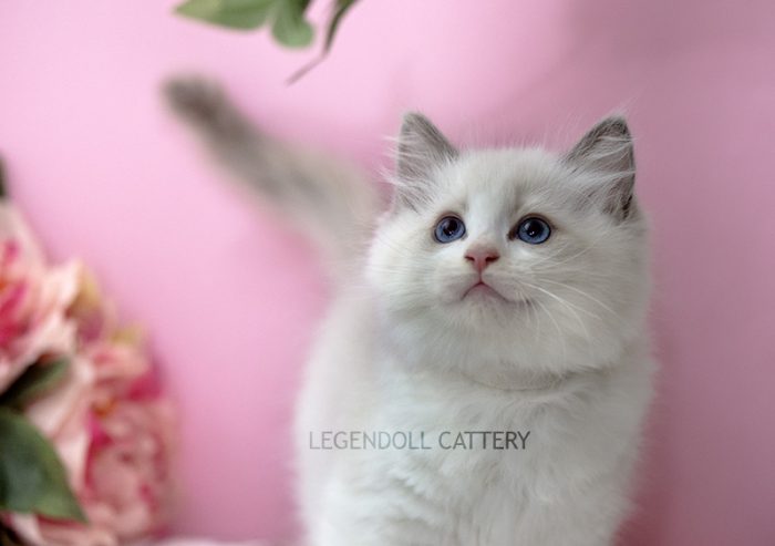 CUCCIOLI RAGDOLL DISPONIBILI – Allevamento gatti Ragdoll Legendoll