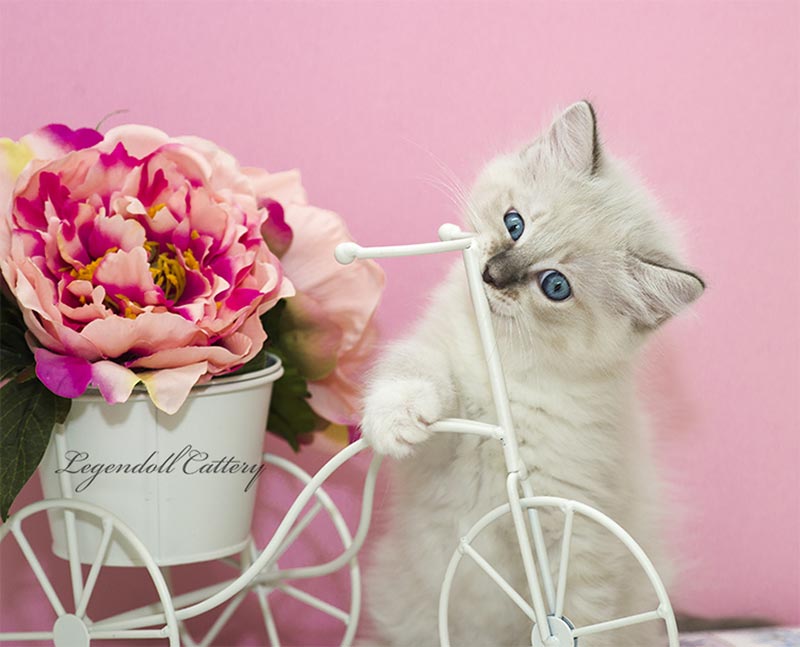 Cuccioli Ragdoll disponibili - Rene – Allevamento gatti Ragdoll Legendoll