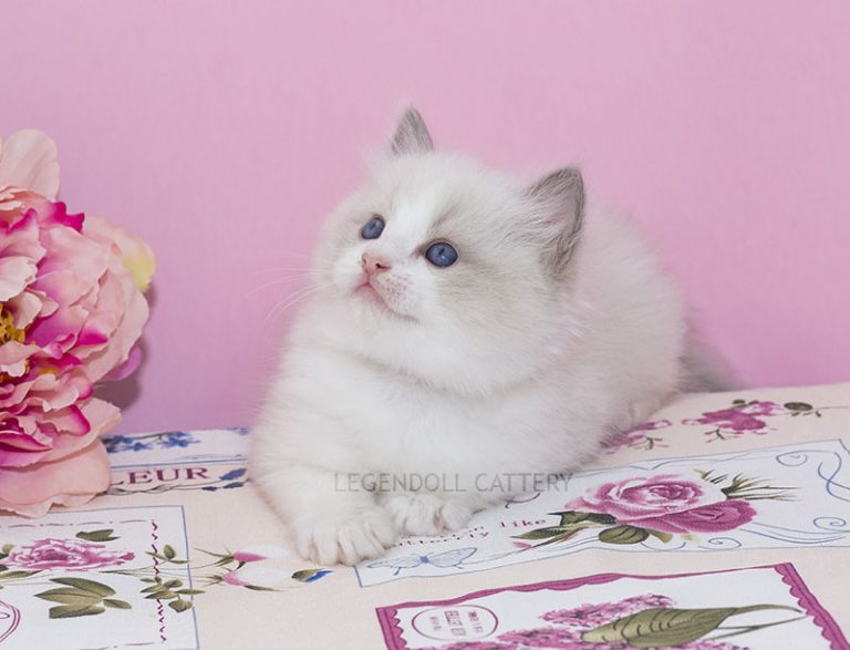 Perché il mio gatto fa i suoi bisogni fuori dalla lettiera ...