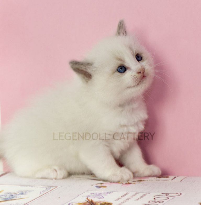 Cuccioli Ragdoll disponibili Allevamento Ragdoll Legendoll