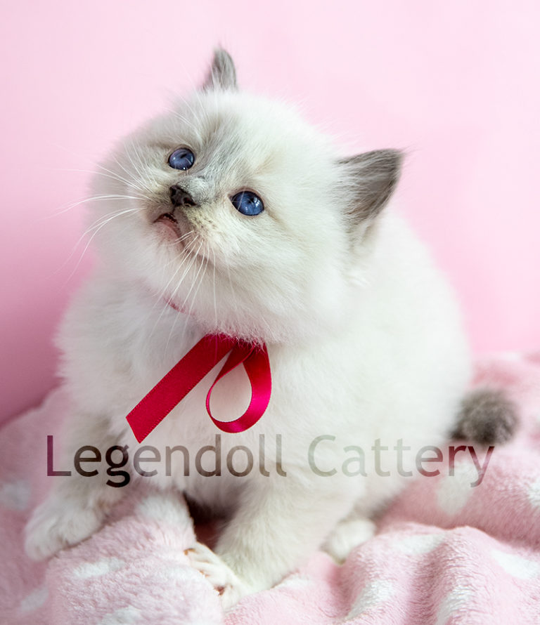 Cuccioli Ragdoll da adottare Allevamento Ragdoll Legendoll